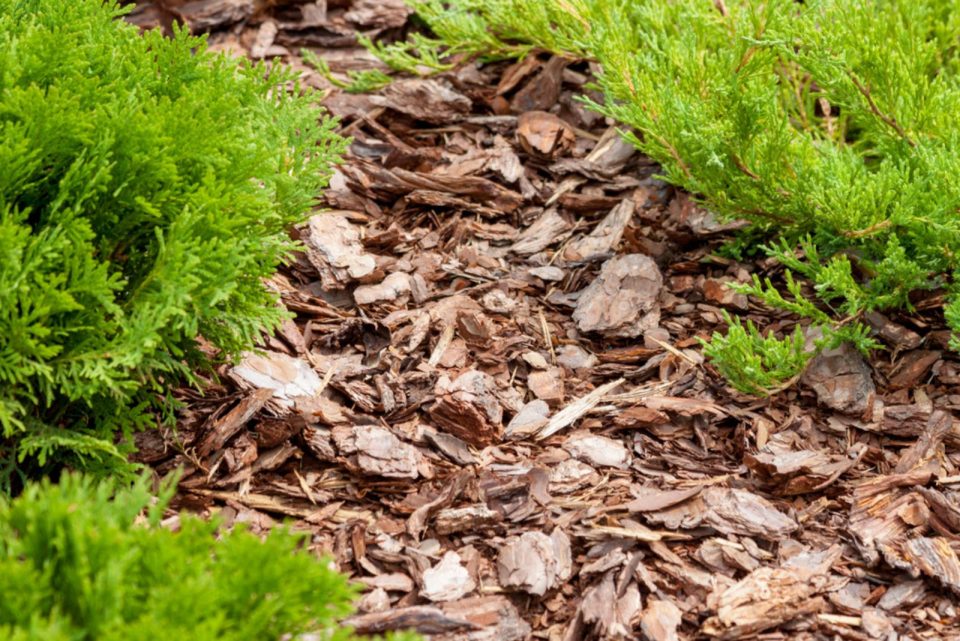 Cypress Or Cedar Mulch