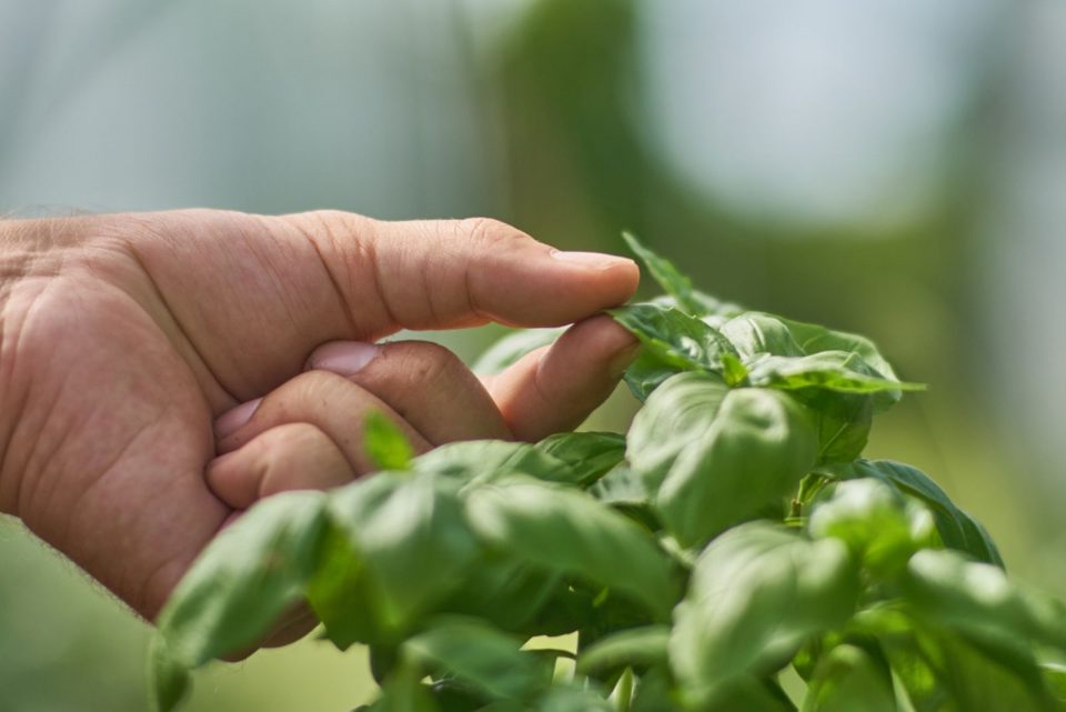What To Do About Your Basil Stem Turning Brown