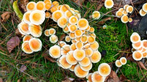 How To Get Rid Of Yellow Fungus On Mulch Effectively