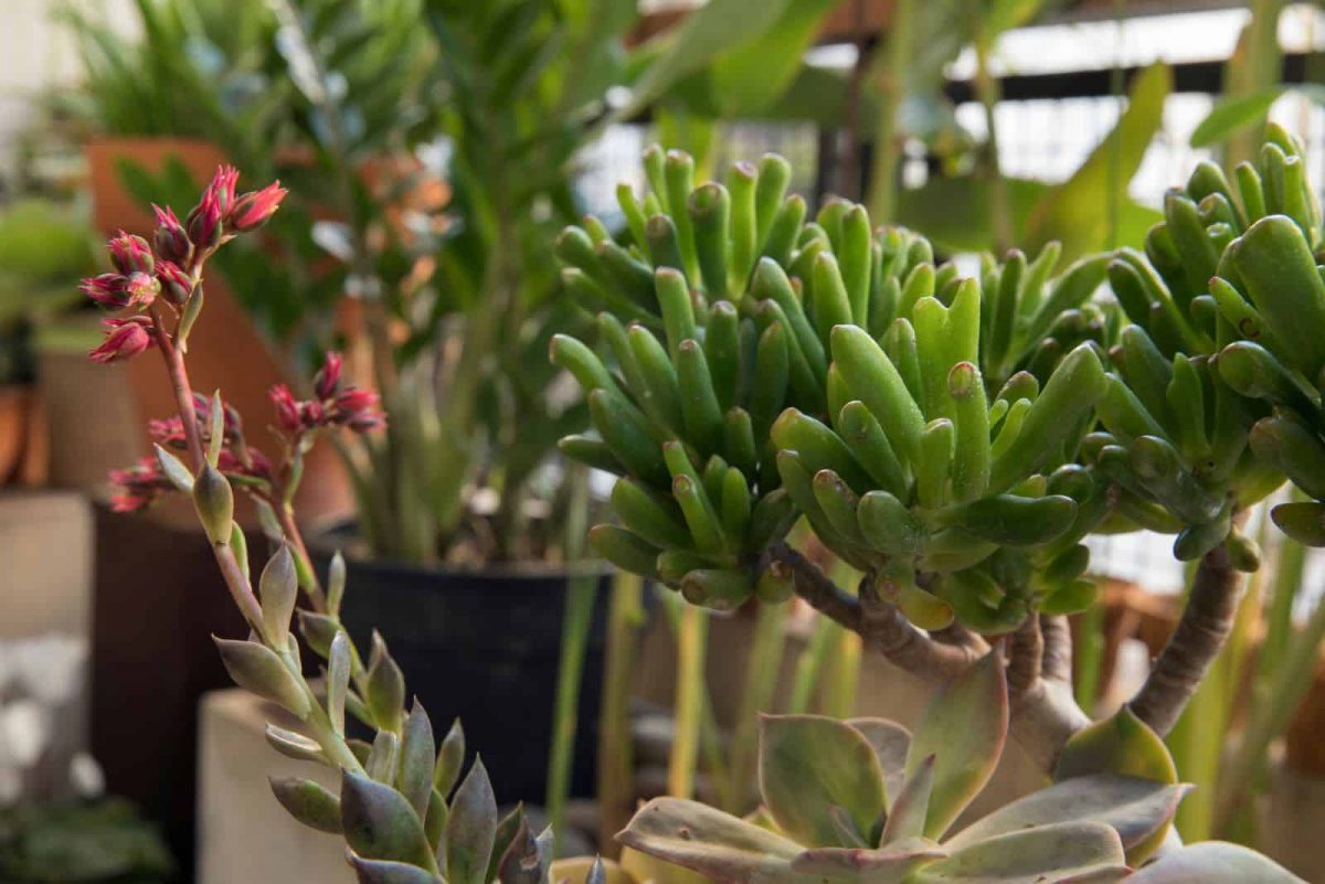 How To Grow And Care For The Intriguing Ogre Ear Succulent