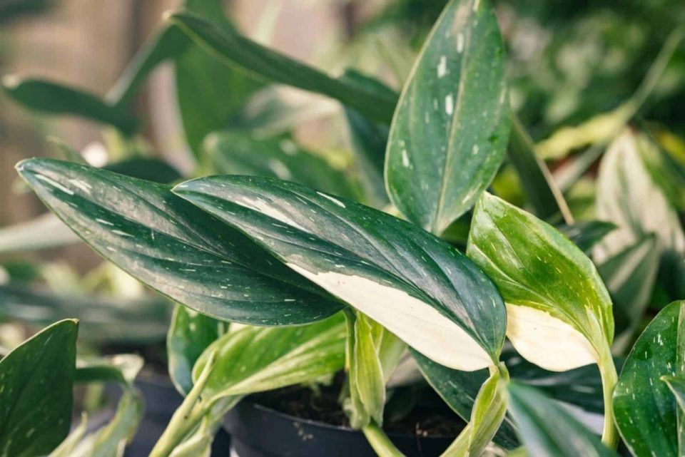 How To Grow And Care For The Monstera Standleyana