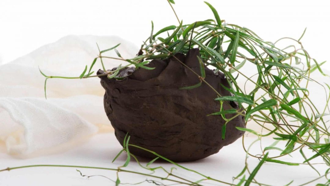 How To Grow And Care For The Unique String Of Needles