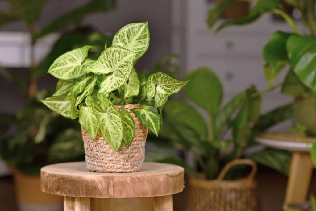 How To Grow And Take Care Of The Syngonium Plant