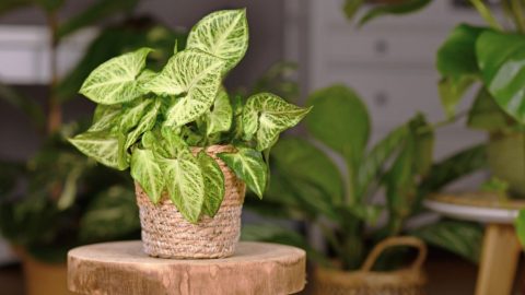 How To Grow And Take Care Of The Syngonium Plant