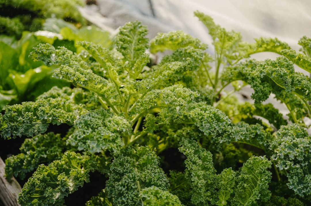 A Complete Guide To The Kale Growing Stages & What To Expect