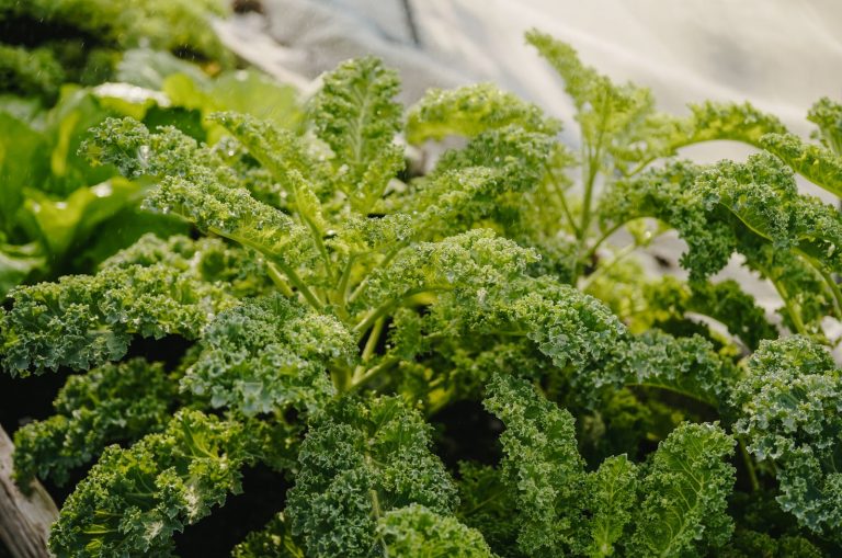 A Complete Guide To The Kale Growing Stages & What To Expect