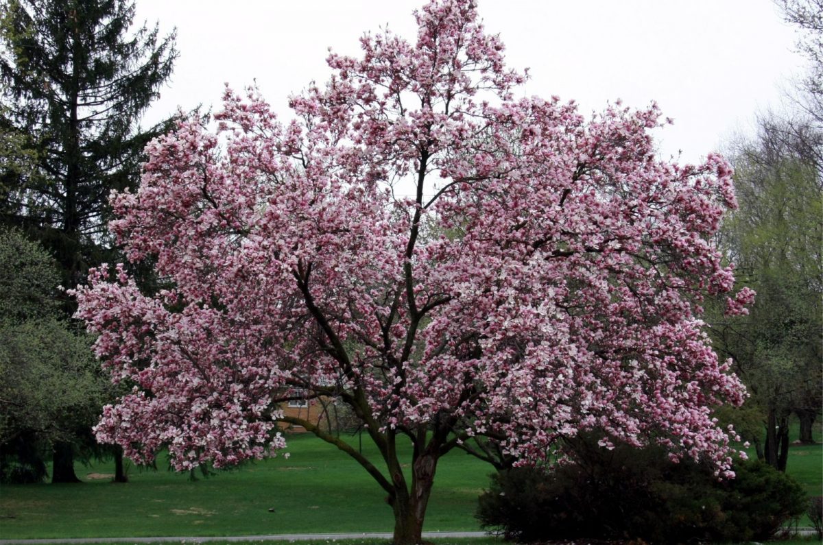 The World’s Slowest Growing Plant And Others That Come Close