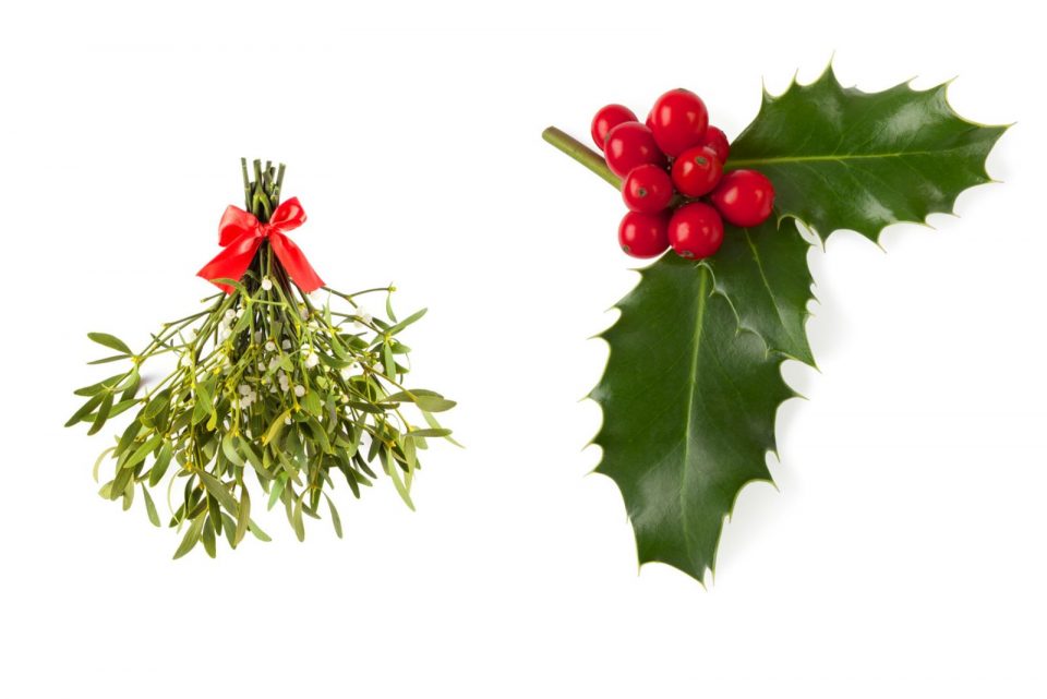 Who’d Win This Christmas Fight: Mistletoe vs Holly?