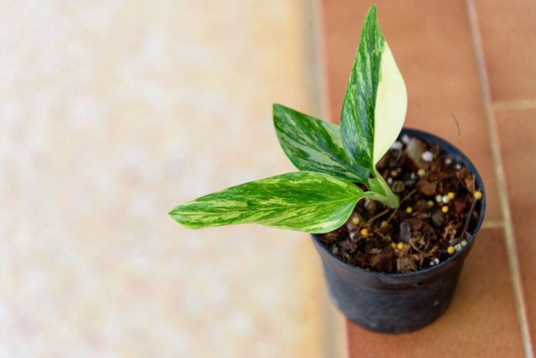 How To Grow And Care For The Monstera Standleyana