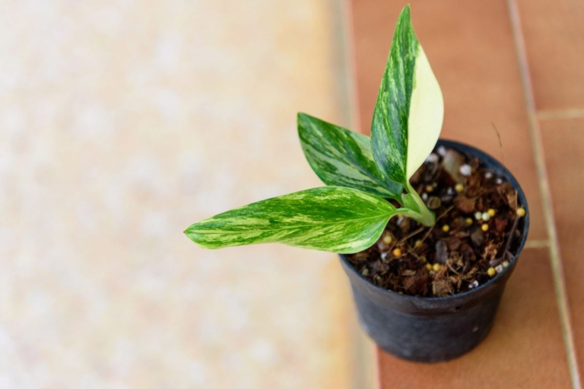 How To Grow And Care For The Monstera Standleyana