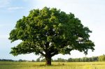 The World’s Slowest Growing Plant And Others That Come Close