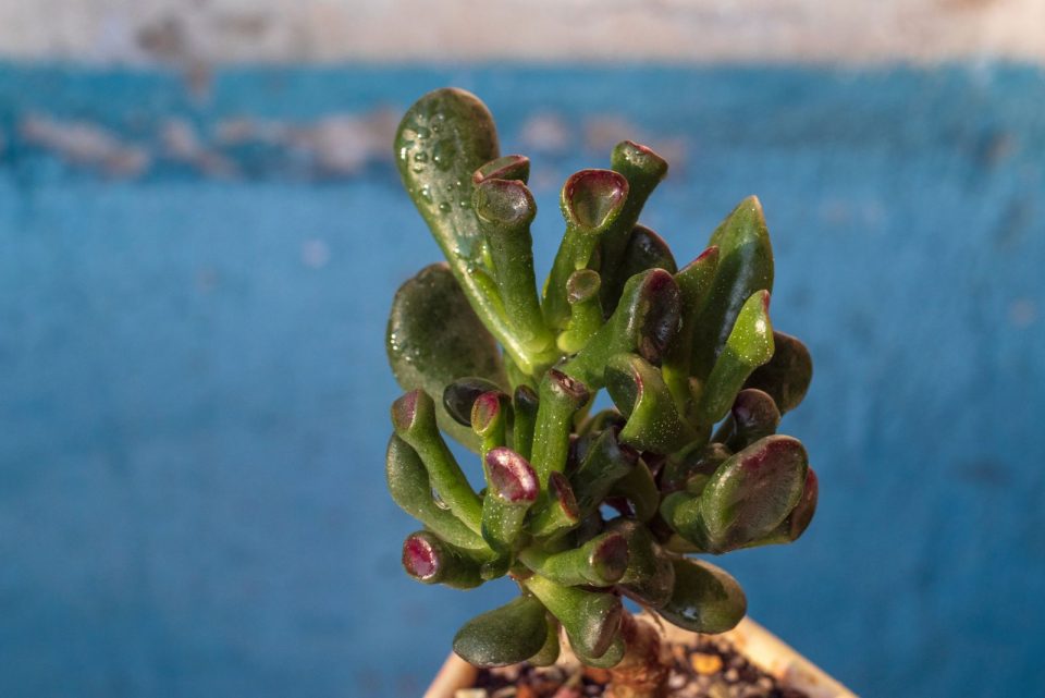 How To Grow And Care For The Intriguing Ogre Ear Succulent
