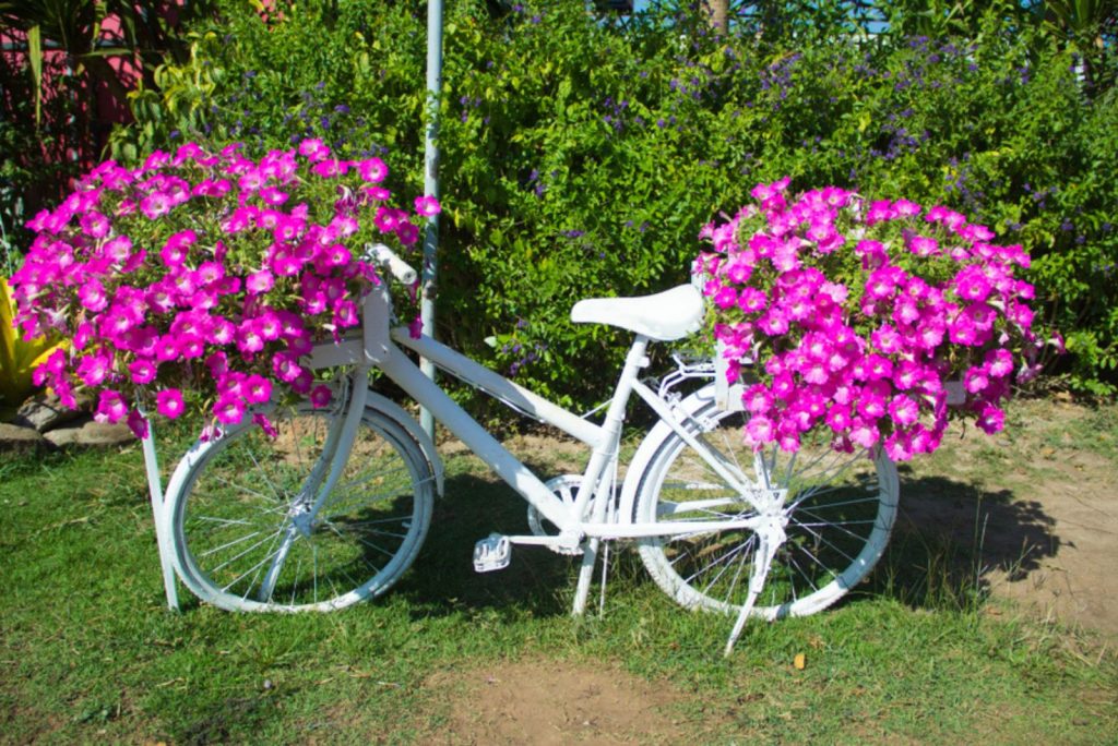 Petunia Meaning: What Makes Petunias So Special
