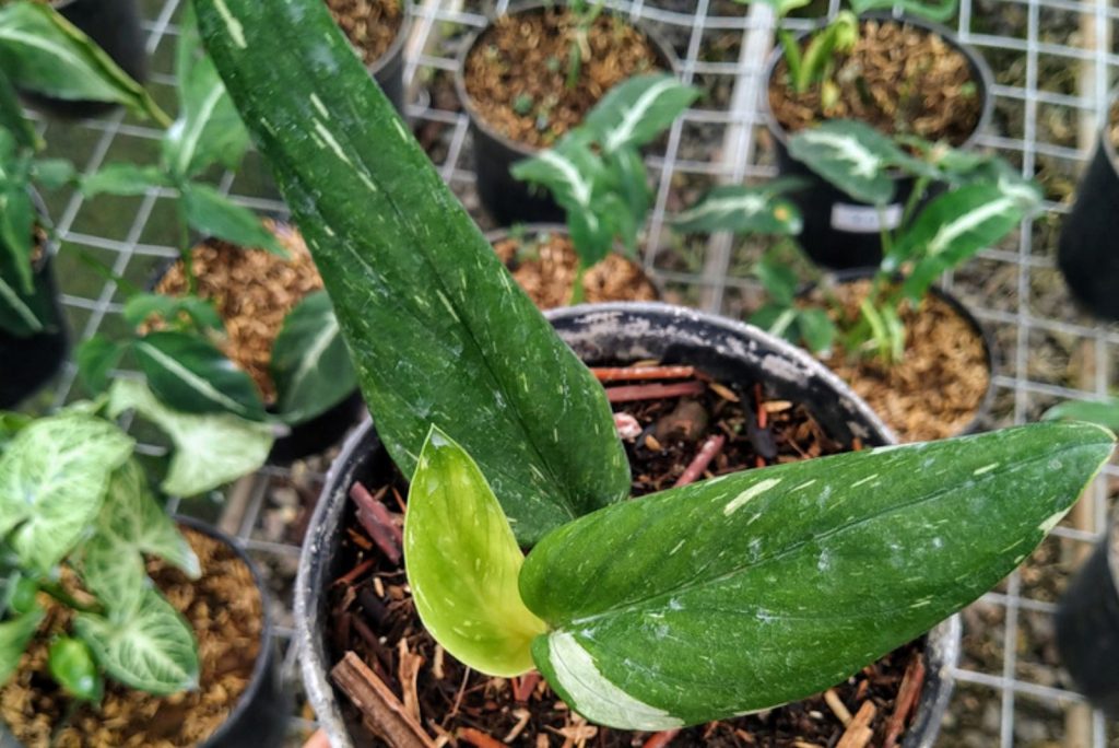 How To Grow And Care For The Monstera Standleyana