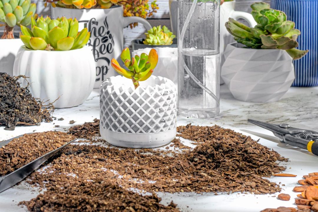 How To Grow And Care For The Intriguing Ogre Ear Succulent