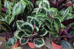 How To Grow And Care For The Calathea Roseopicta
