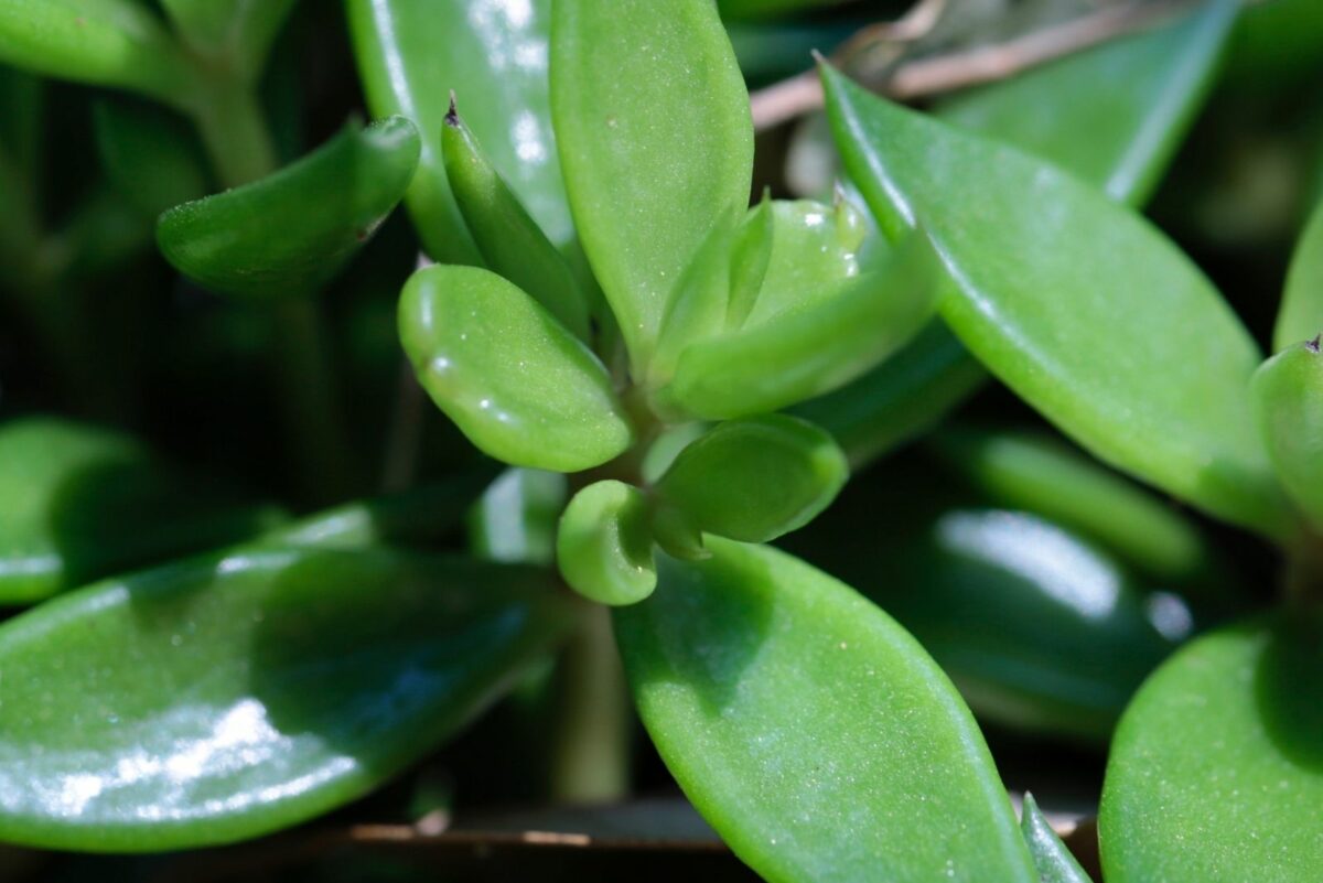 How To Grow And Care For The Stunning String Of Bananas