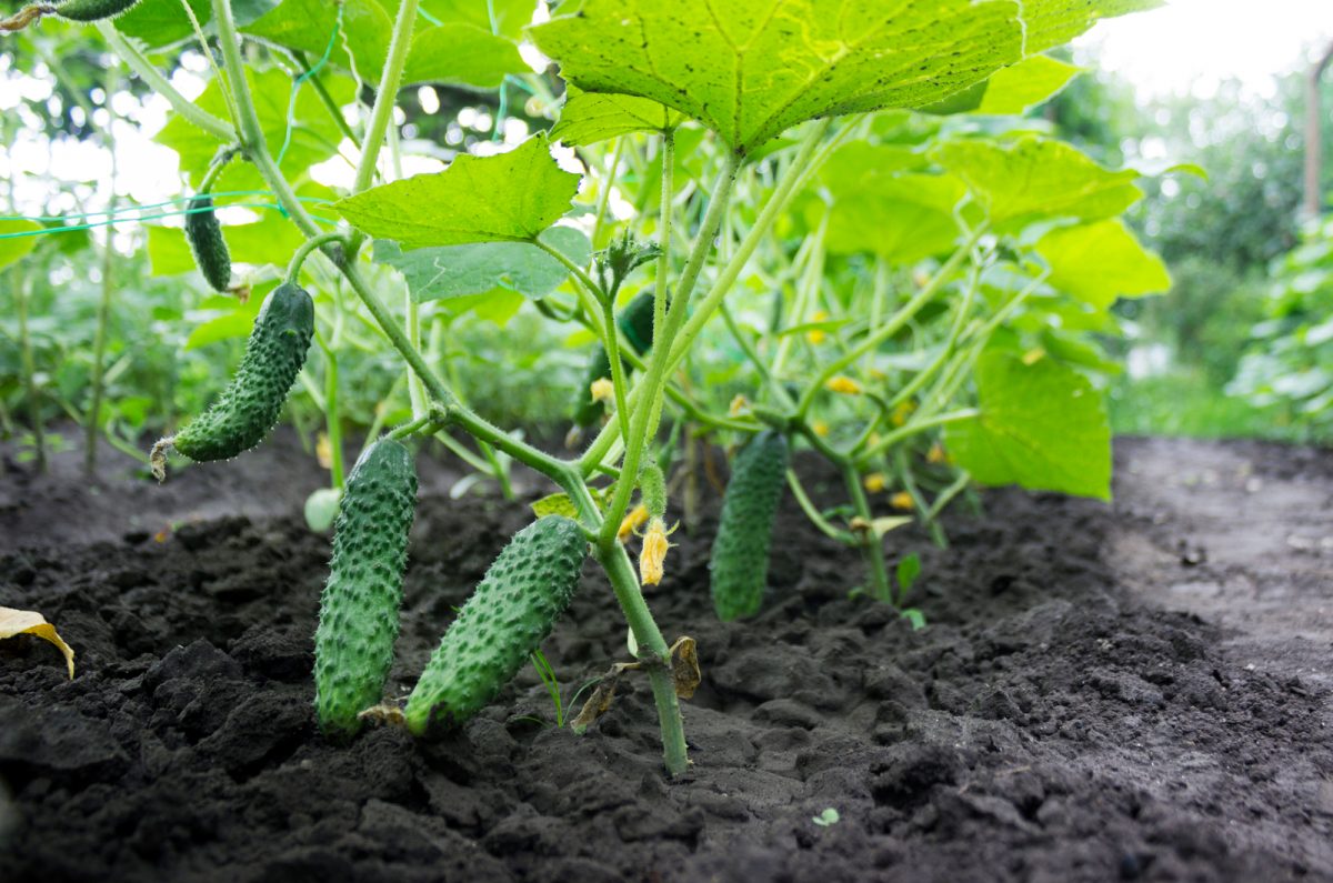 The Cucumber Plant Stages And What To Expect From Them