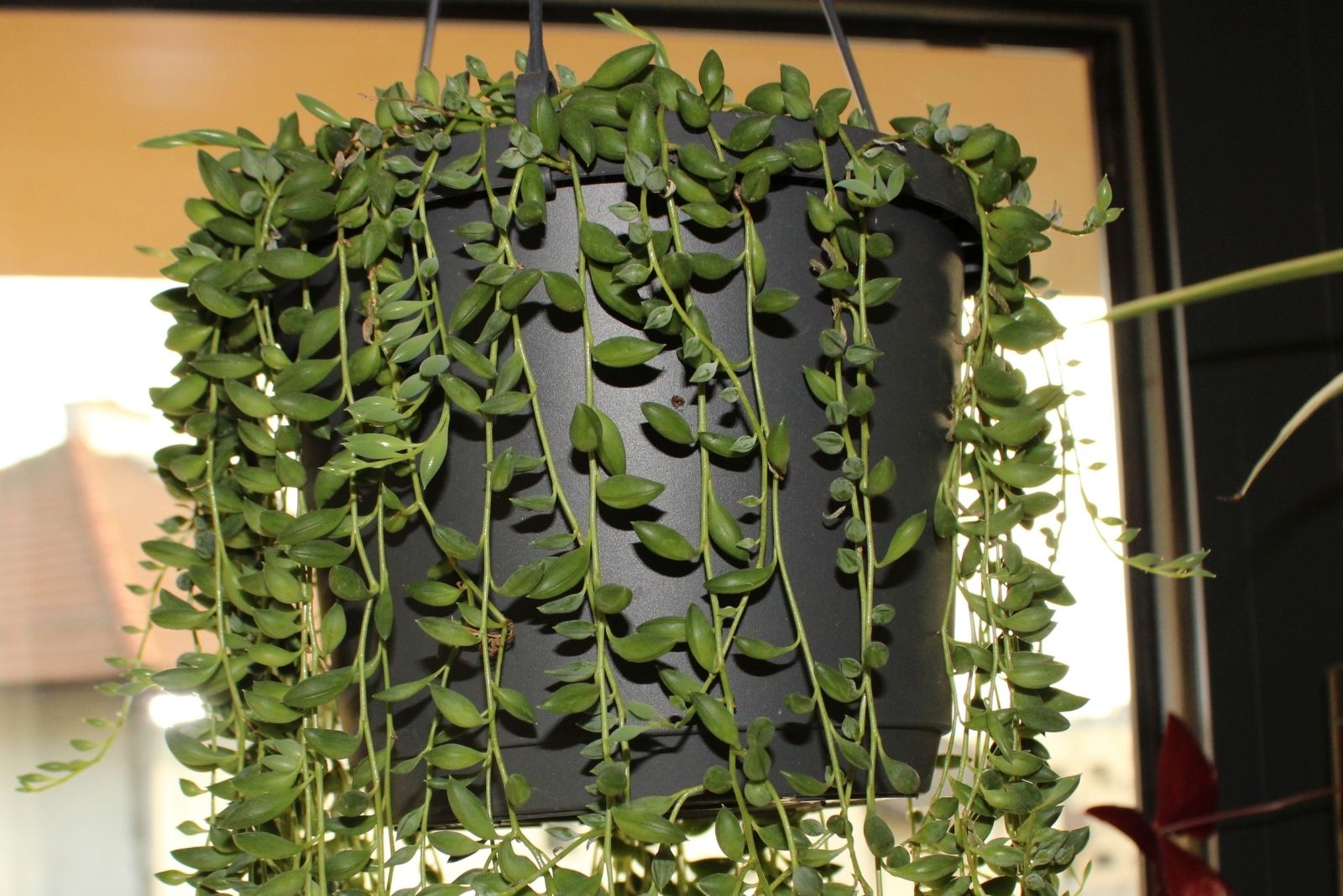 How To Grow And Care For The Amazing String Of Tears