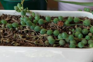 How To Grow And Care For The Amazing String Of Tears