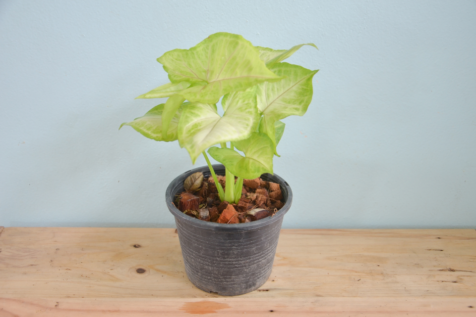 Charming Syngonium Varieties To Add To Your Plant Collection