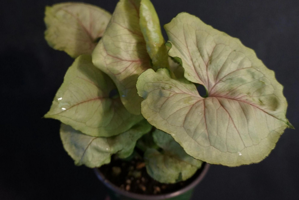 Charming Syngonium Varieties To Add To Your Plant Collection