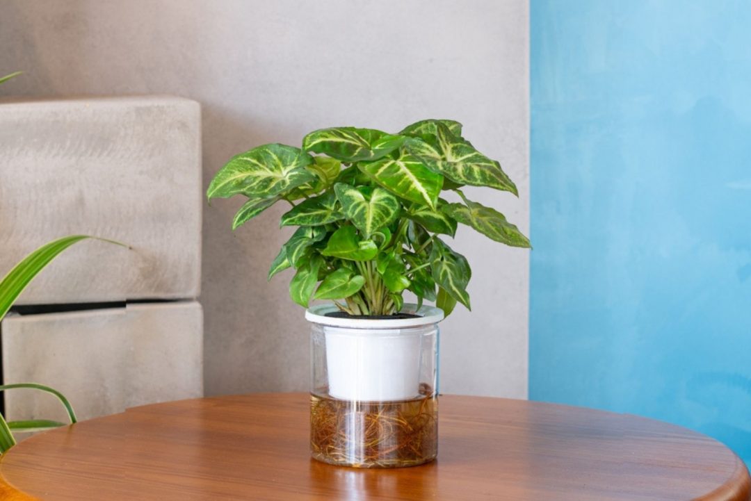 How To Grow And Take Care Of The Syngonium Plant