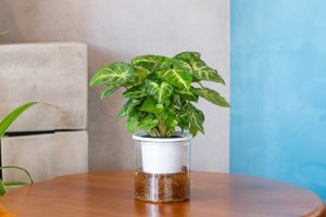 How To Grow And Take Care Of The Syngonium Plant