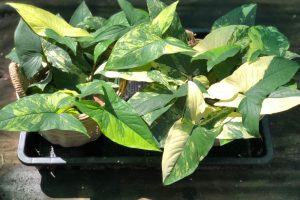 How To Grow And Take Care Of The Syngonium Plant