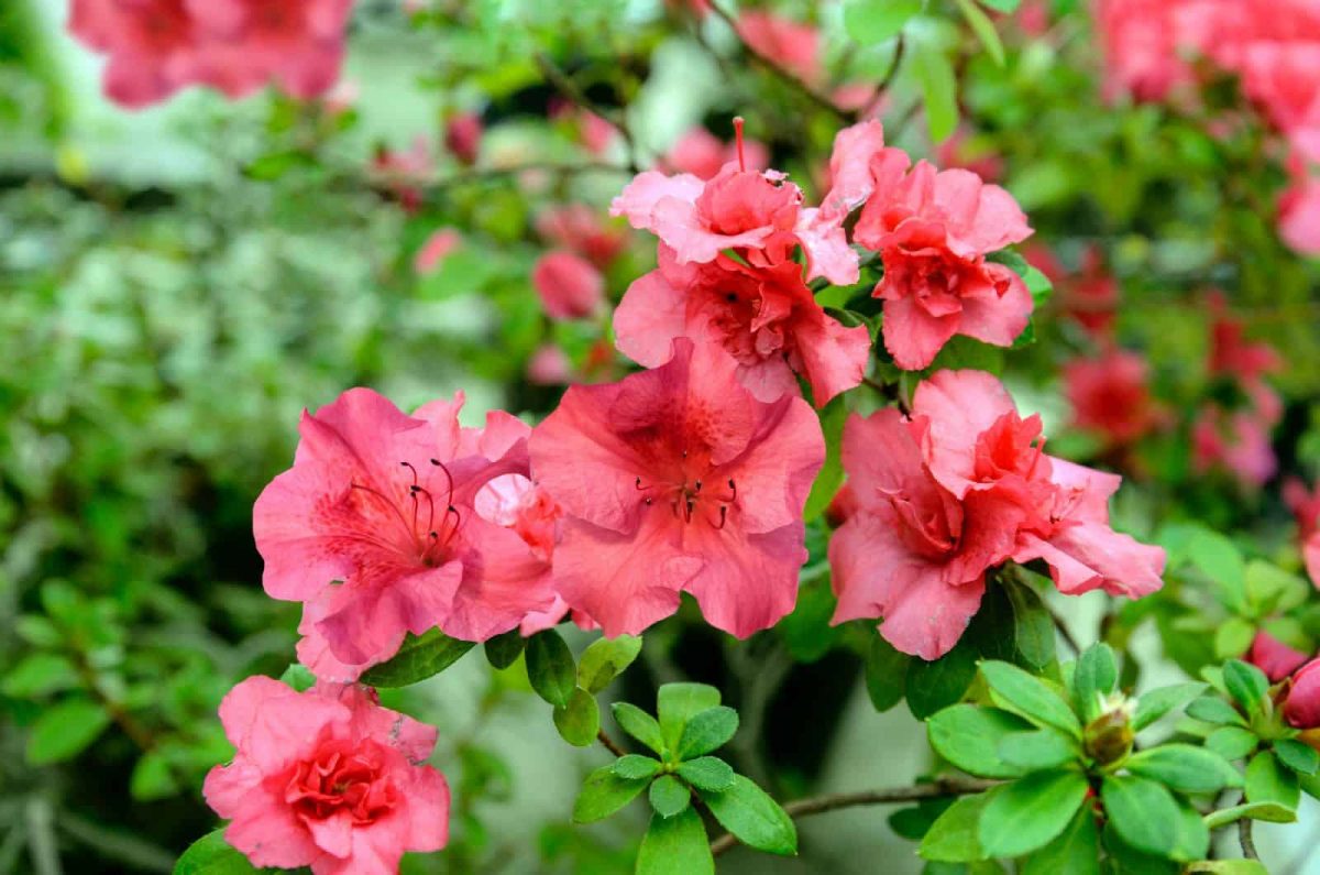 The Best Japanese Plant: Meet The Lovely Azalea Japonica