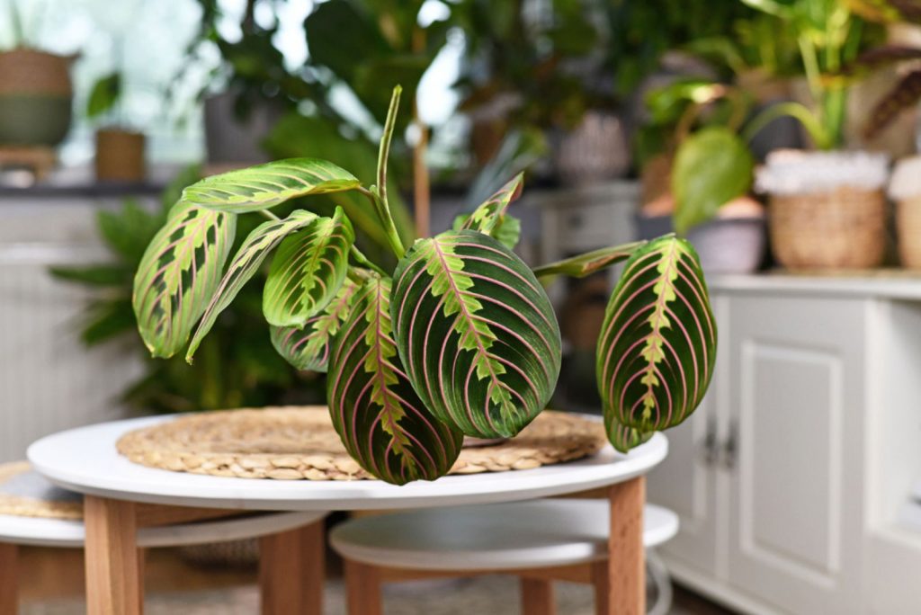 Prayer Plant At Night: Do These Plants Actually Pray?