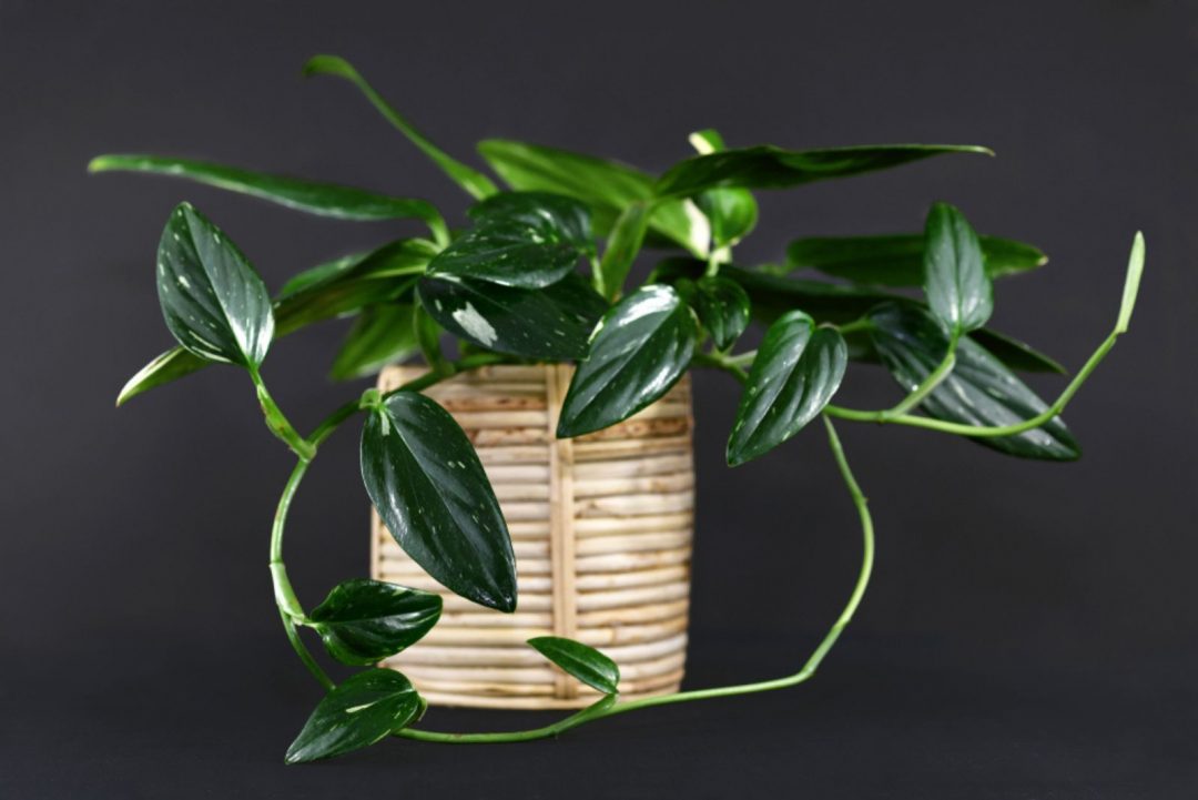 How To Grow And Care For The Monstera Standleyana