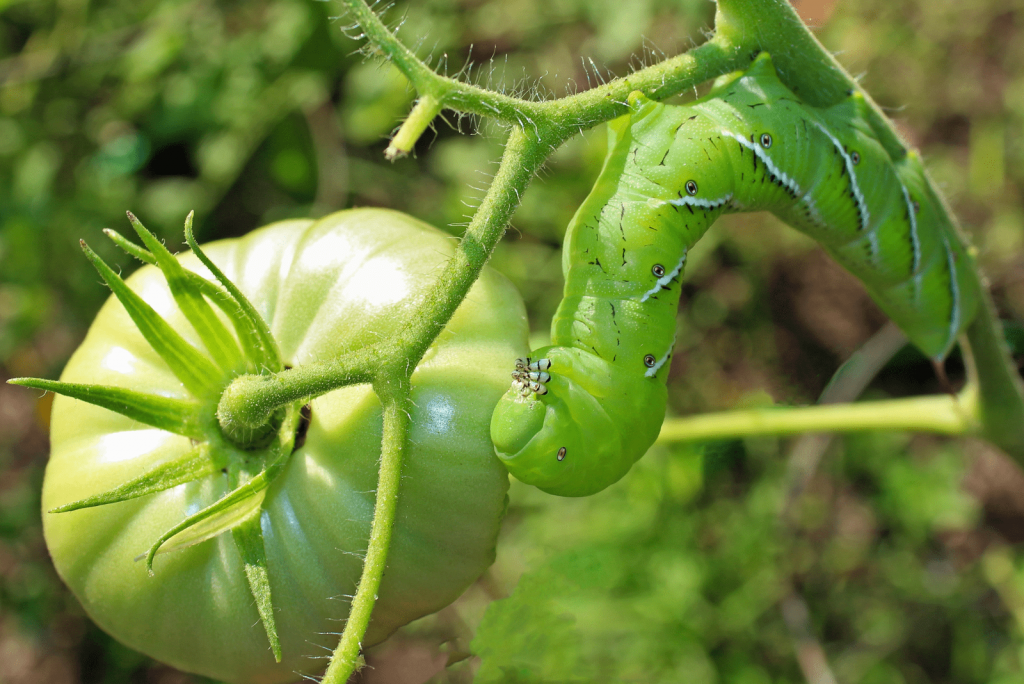 What Are Tomato Hornworm Eggs And How To Deal With Them?