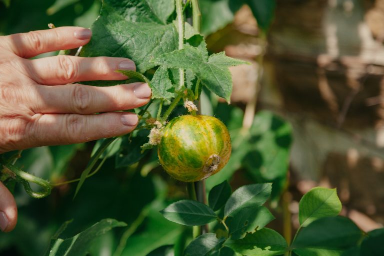 The Cucumber Plant Stages And What To Expect From Them
