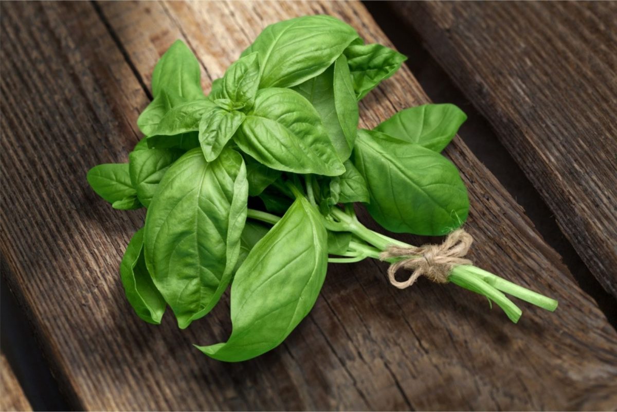 What To Do About Your Basil Stem Turning Brown