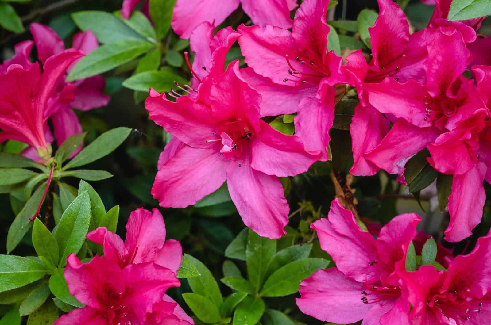 The Best Japanese Plant Meet The Lovely Azalea Japonica