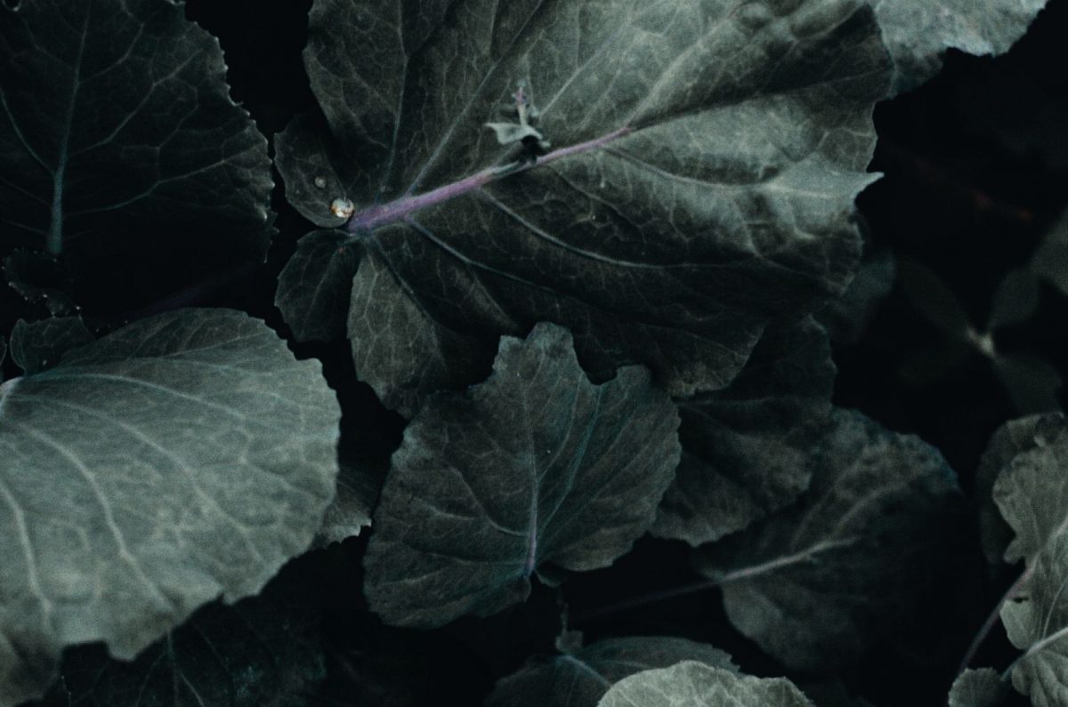 A Complete Guide To The Kale Growing Stages & What To Expect
