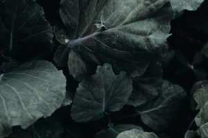 A Complete Guide To The Kale Growing Stages & What To Expect