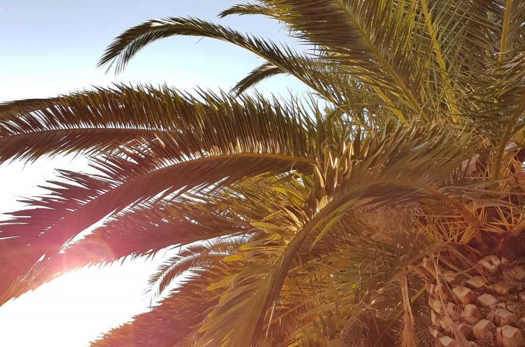 All Hail To The King Palm Trees (Useful Growing Tips)