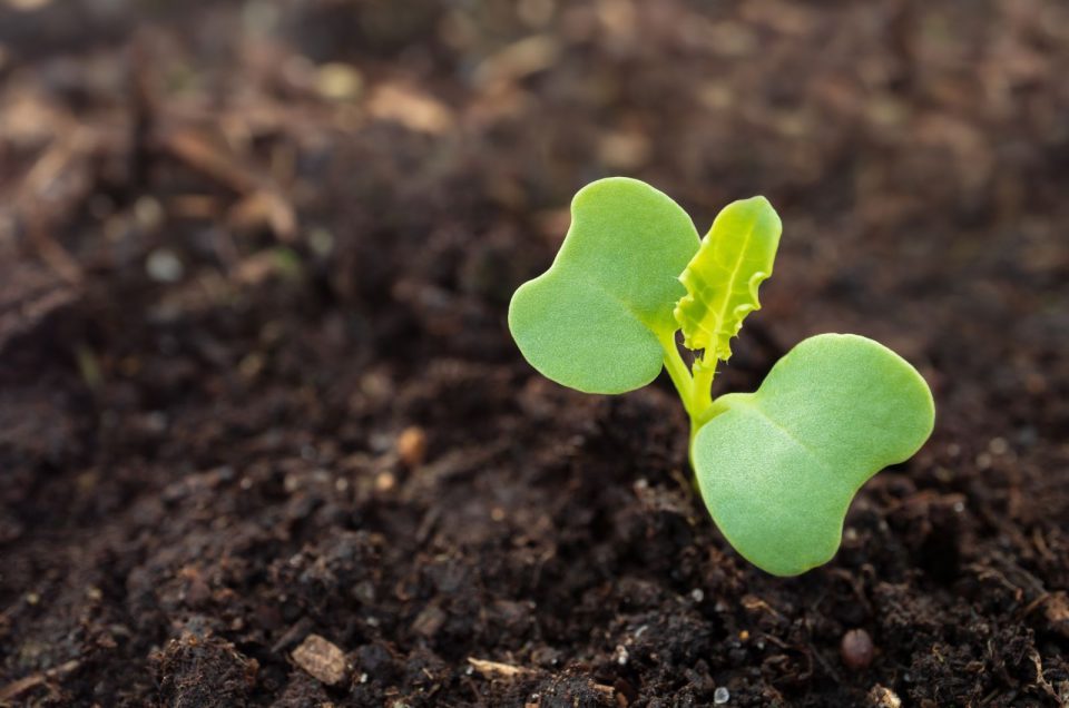 A Complete Guide To The Kale Growing Stages & What To Expect