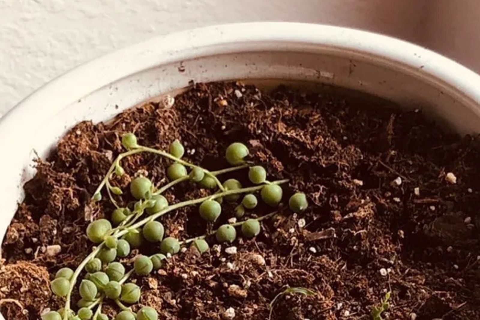 How To Grow And Care For The Amazing String Of Tears