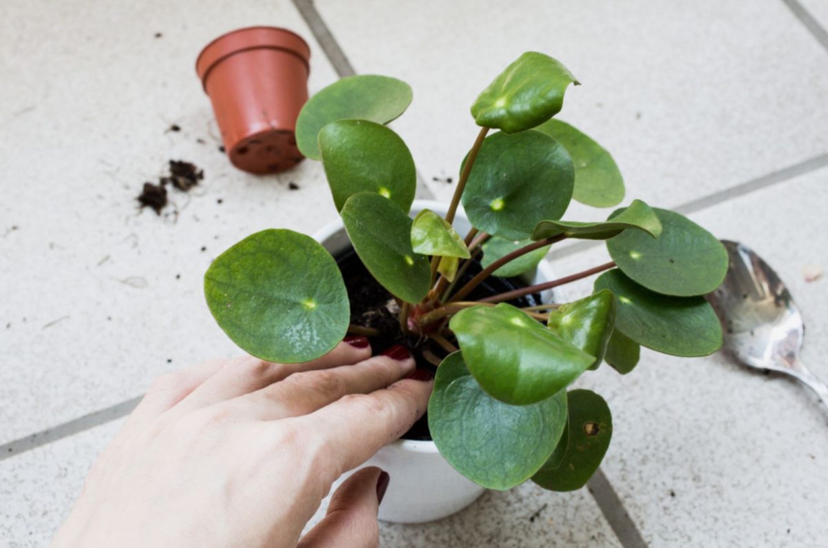 Thorough & Beginner-Friendly Chinese Money Plant Care Guide