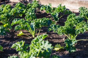 A Complete Guide To The Kale Growing Stages & What To Expect