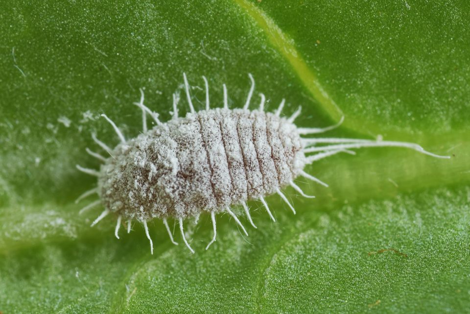 How To Grow And Care For The Unique String Of Needles