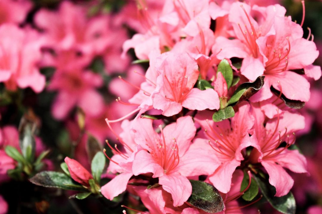 The Best Japanese Plant: Meet The Lovely Azalea Japonica