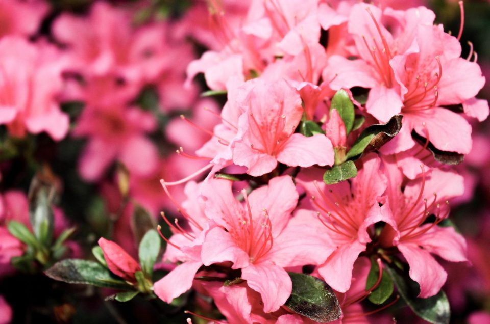 The Best Japanese Plant: Meet The Lovely Azalea Japonica