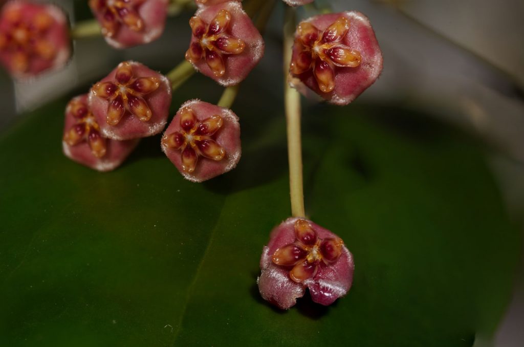 How To Grow And Care For Hoya Gracilis aka Hoya Memoria