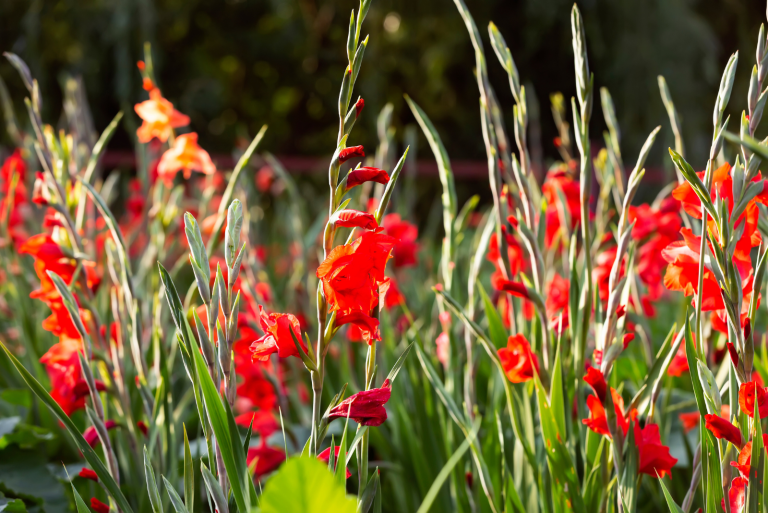 A Complete Guide Through The Gladiolus Growing Stages
