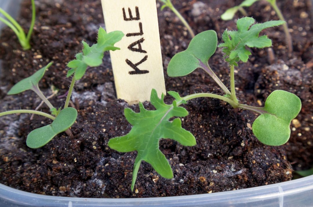 A Complete Guide To The Kale Growing Stages & What To Expect