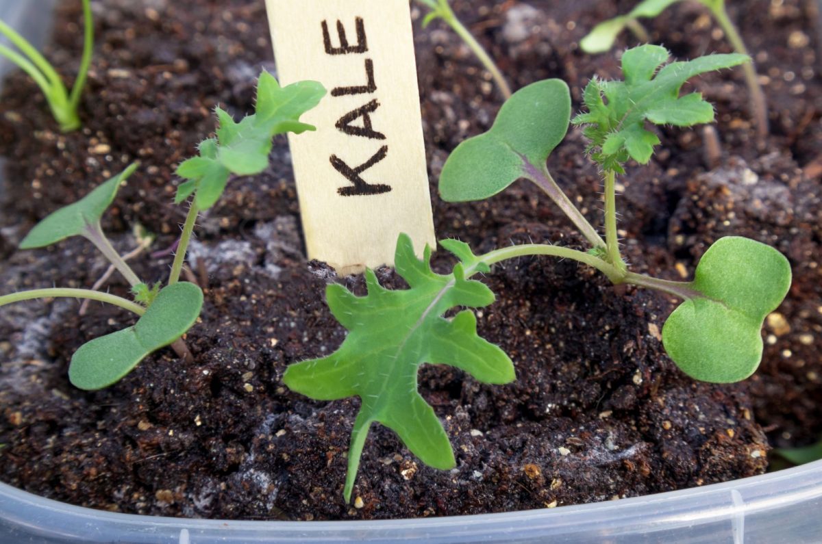 A Complete Guide To The Kale Growing Stages & What To Expect
